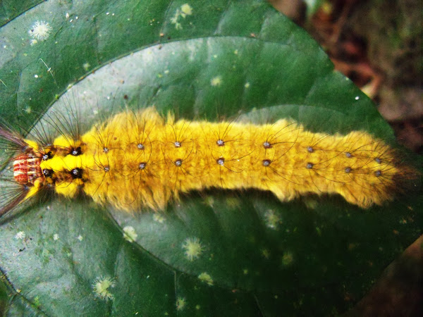 Lappet Moth | Project Noah
