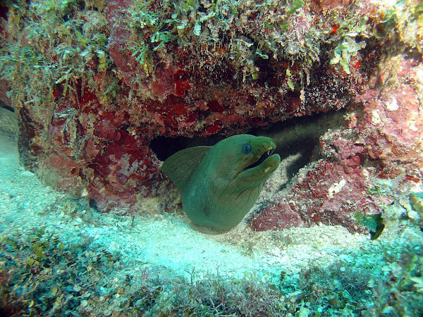 Green Moray Eel | Project Noah