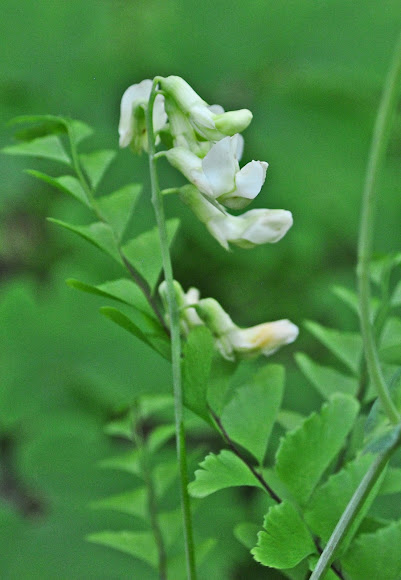 Cream Pea-Vine | Project Noah