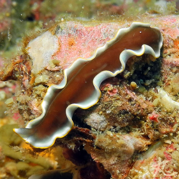 Flatworm | Project Noah