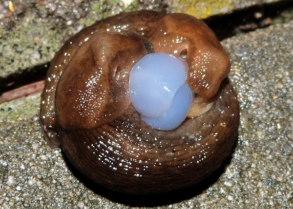 Dusky Slugs (mating) | Project Noah
