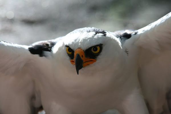 Black and white eagle hawk | Project Noah