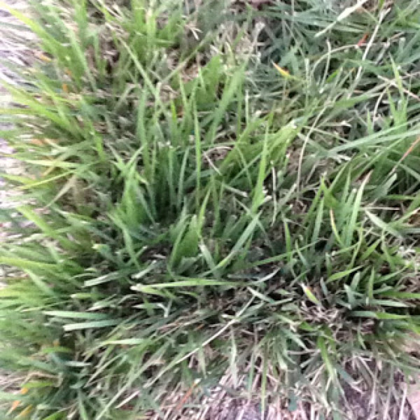 Grass | Project Noah
