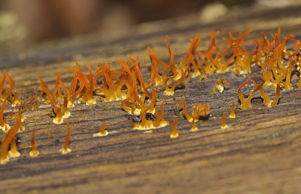 Fire Fungi | Project Noah