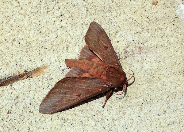 Pine Devil Moth | Project Noah