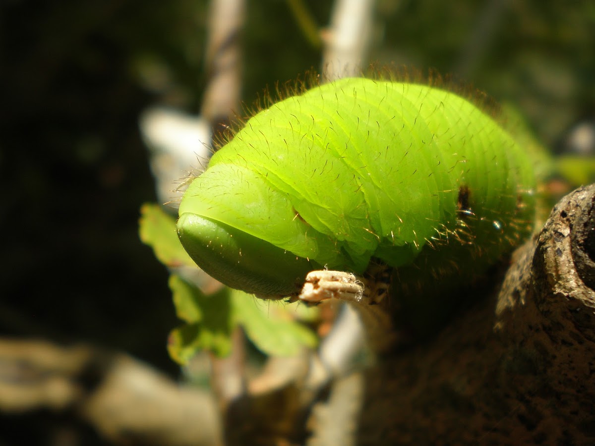 Sphingid caterpillar | Project Noah