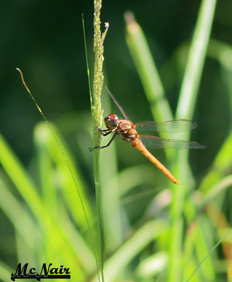 Golden-winged Skimmer Dragonfly | Project Noah
