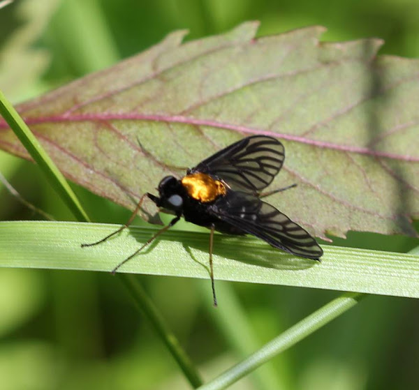 Golden-backed Snipe Fly | Project Noah