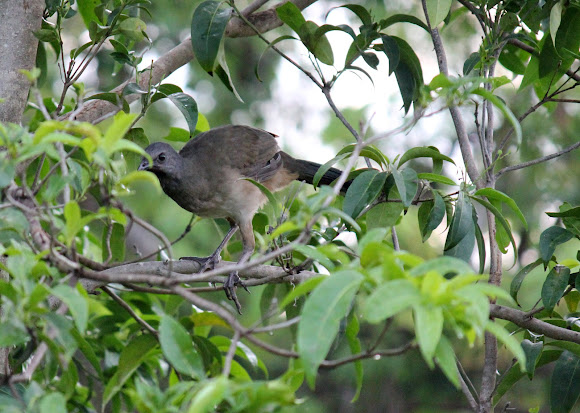 West Mexican Chachalaca | Project Noah