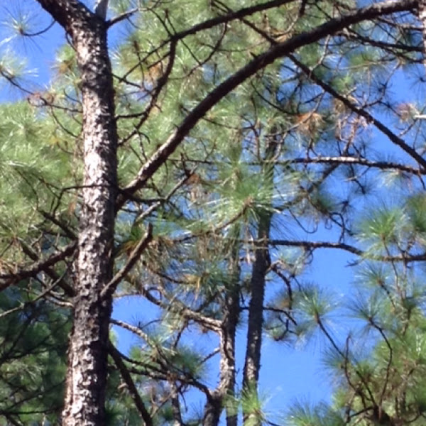 Pine tree | Project Noah