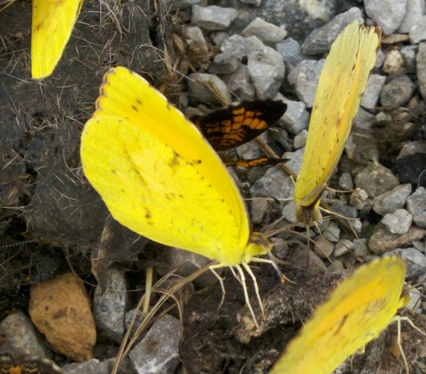 Sleepy Orange | Project Noah