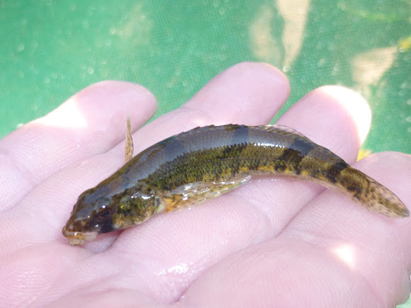 Snail Darter | Project Noah