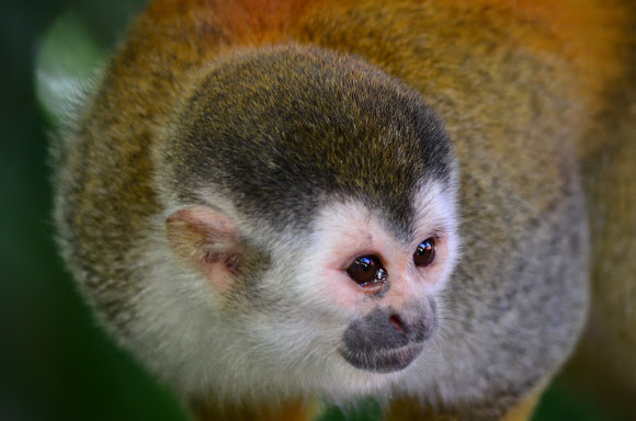 Mono Titi | Project Noah