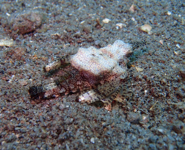 Dragon sea moth | Project Noah