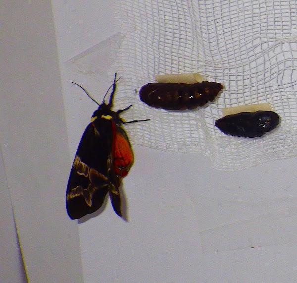 Saga of the Flag Moth - Part 9 | Project Noah