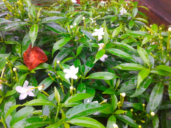 Sri Lanka Jasmine/Grape jasmine | Project Noah