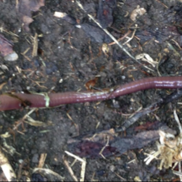 Red Worm | Project Noah