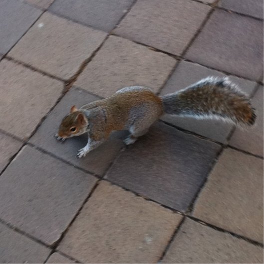 Grey Squirrel | Project Noah