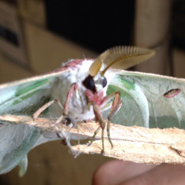 Luna Moth | Project Noah