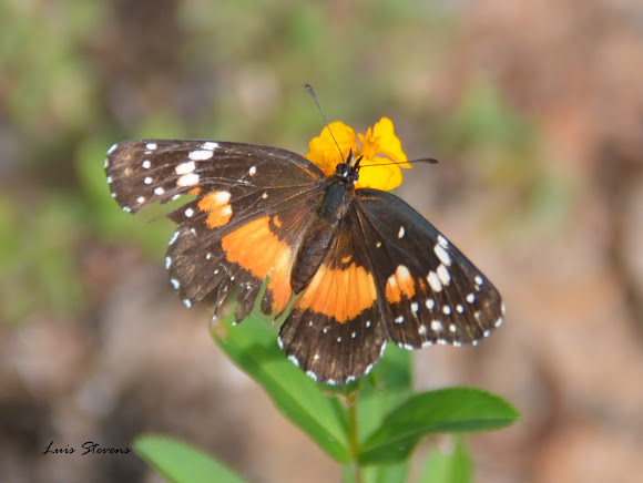 Bordered Patch Butterfly | Project Noah