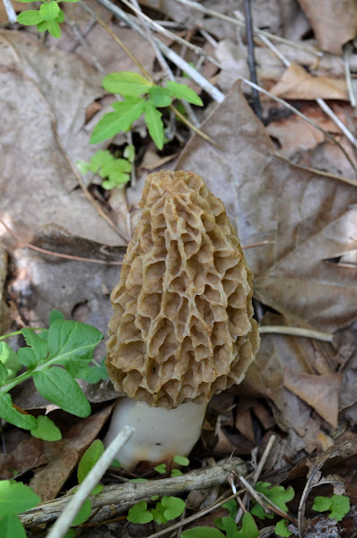 Yellow Morel | Project Noah
