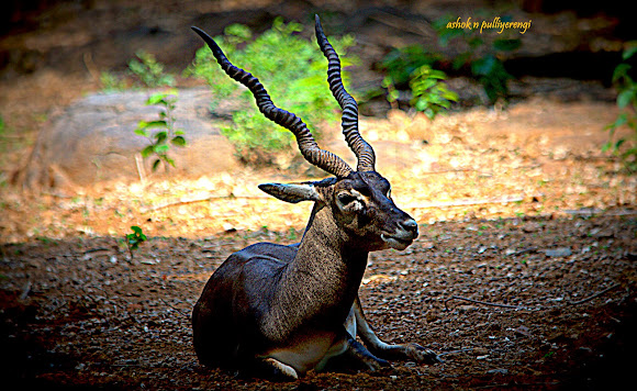 Blackbuck | Project Noah