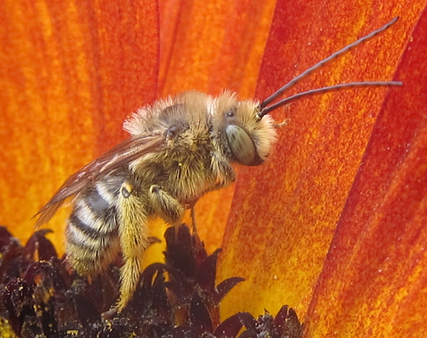 Long-Horned Bee (male) | Project Noah