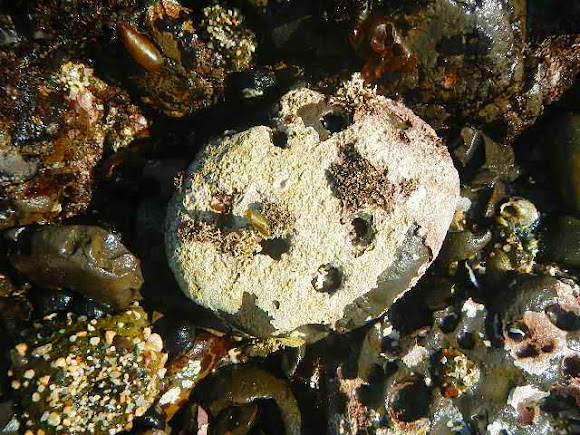 Calcified encrusting red algae (?) | Project Noah