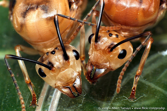 Weaver Ant Queens | Project Noah