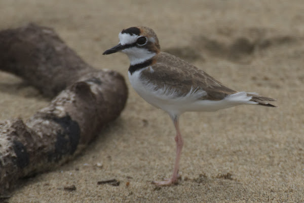 Chorlitejo Collarejo o Turillo | Project Noah