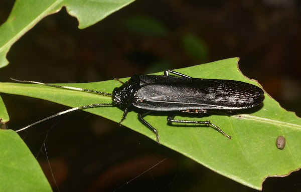 Cockroach | Project Noah