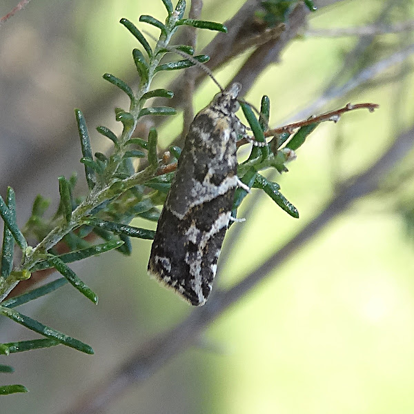 Tiny moth | Project Noah