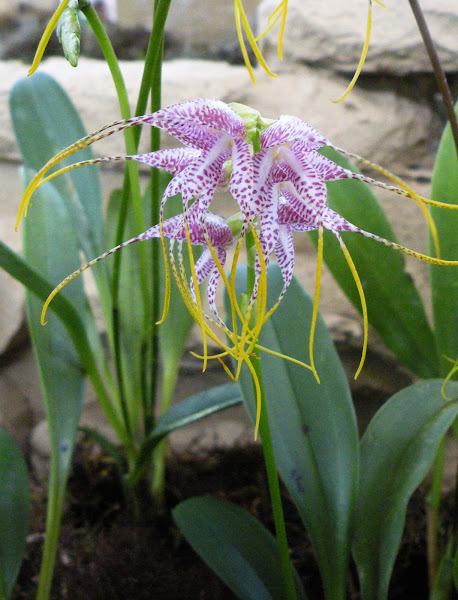 Orchid | Project Noah