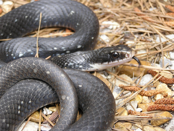 Buttermilk Racer | Project Noah