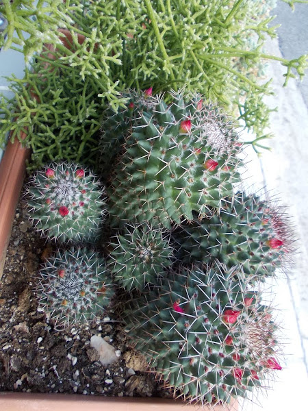 Mother of Hundreds | Project Noah