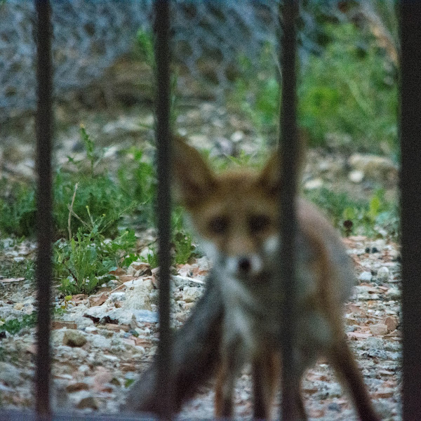 Red fox | Project Noah