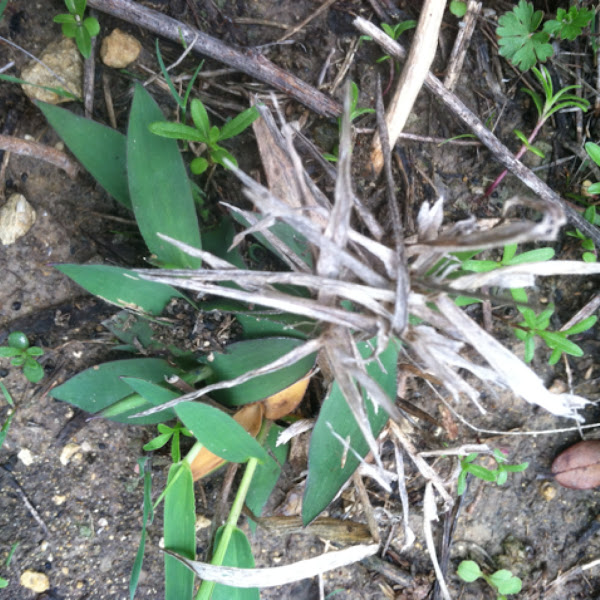 Scribner Panicum | Project Noah