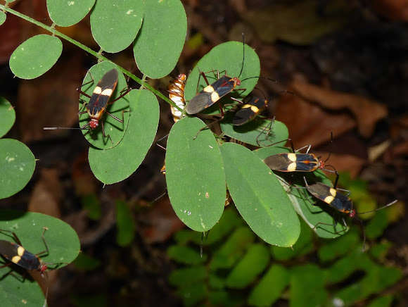 Hemipterans | Project Noah