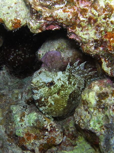 Marbled spinefoot | Project Noah