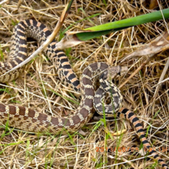 Gopher Snake | Project Noah