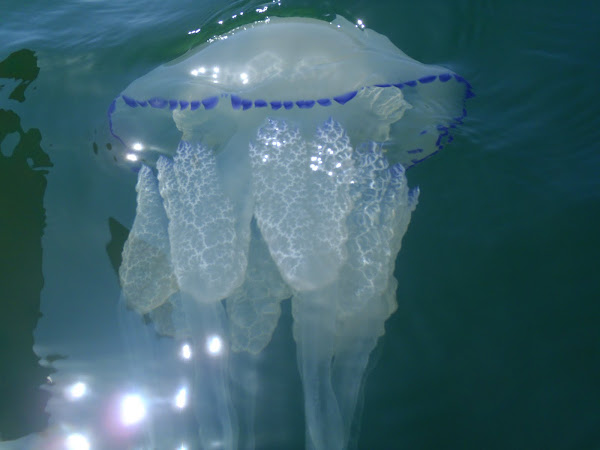 Acéfalo azul. Jellyfish | Project Noah