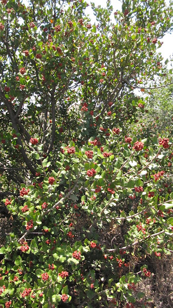 Lemonade Berry shrub | Project Noah