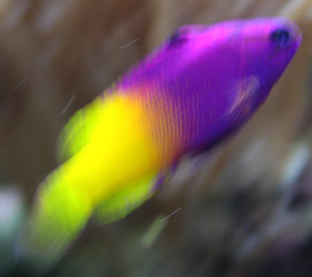 Royal Gamma | Project Noah