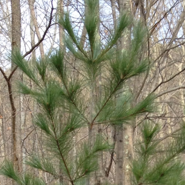 White Pine | Project Noah