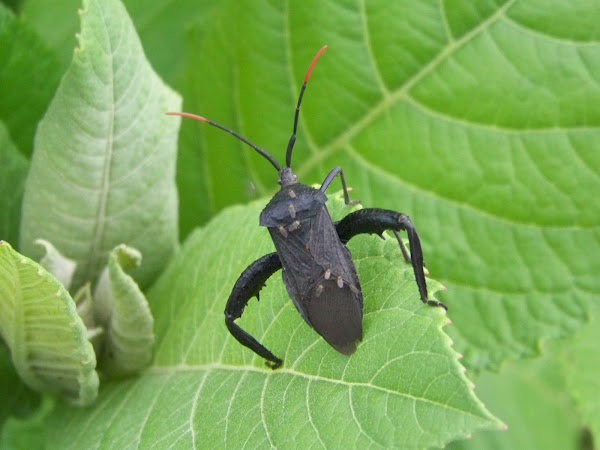 Coreid bug | Project Noah