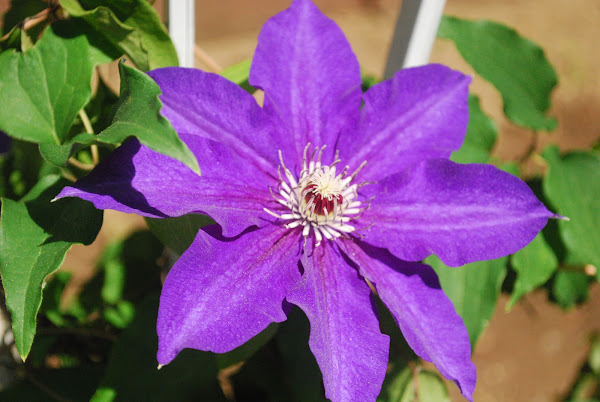 Clematis | Project Noah