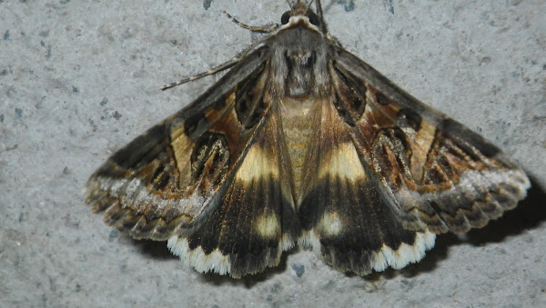 Vermiculous | Project Noah