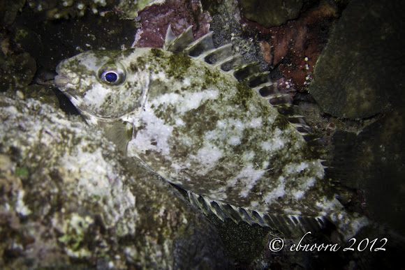 Rabbitfish, Spinefoot | Project Noah