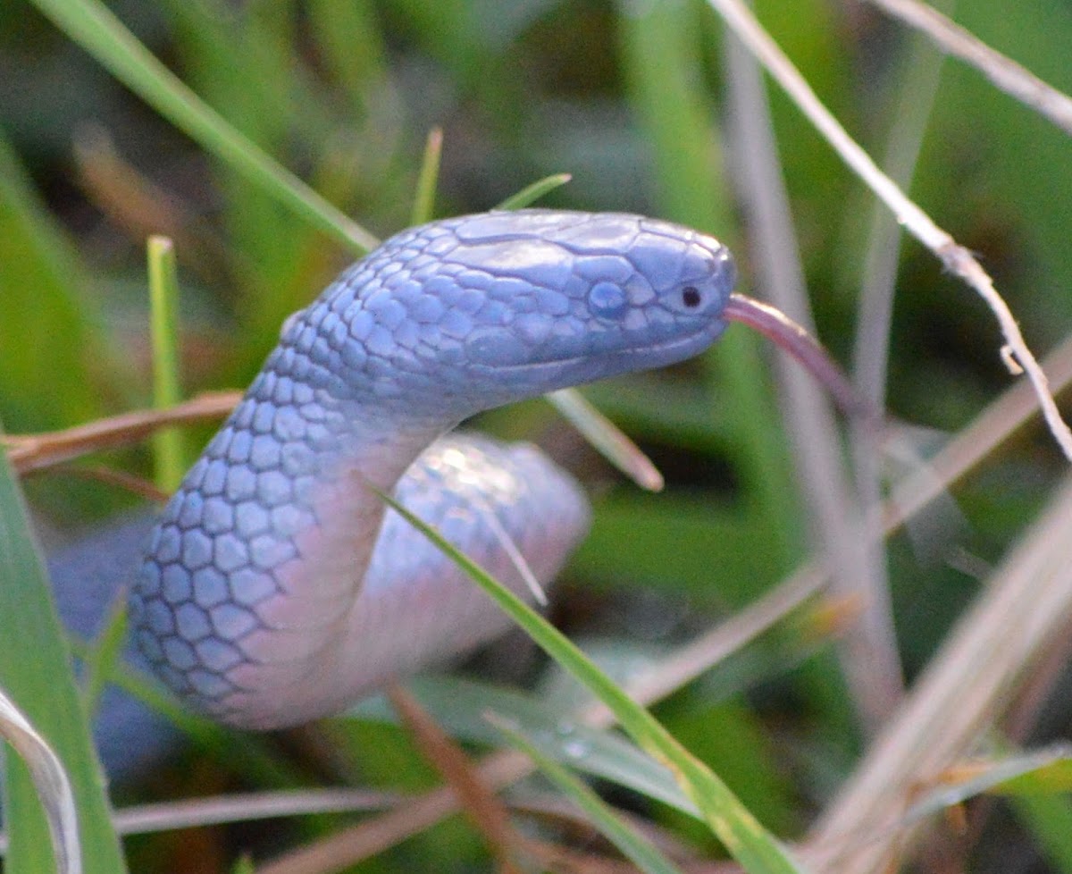 Eastern Small-eyed Snake | Project Noah