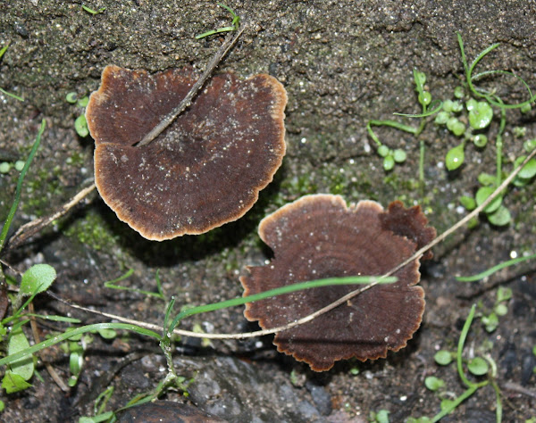 Ischnoderma benzoinum | Project Noah